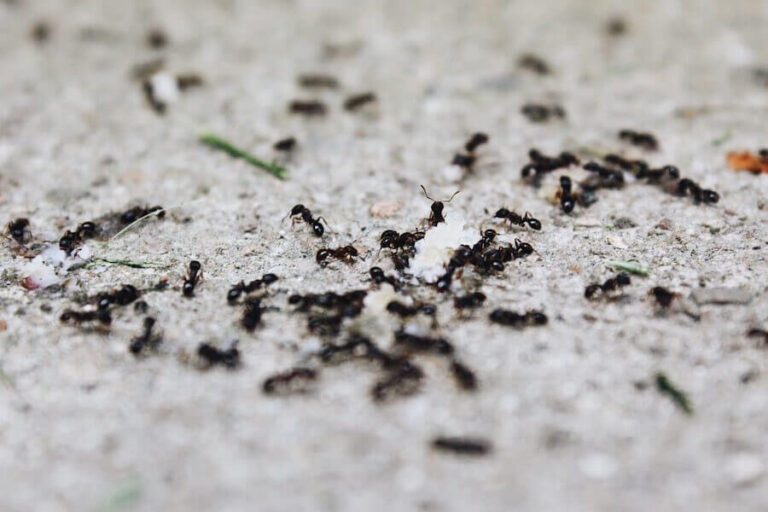 Ant Habitats & Geography: Where Do Ants Live? (6 Continents)