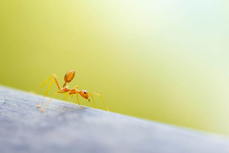 Types Of Ants: 25 Different Ants And How To Identify Them
