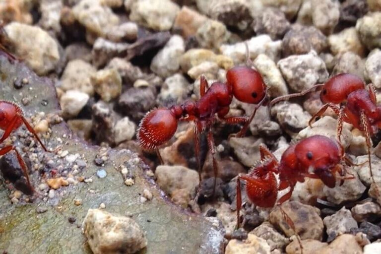 Types Of Ants: 25 Different Ants And How To Identify Them