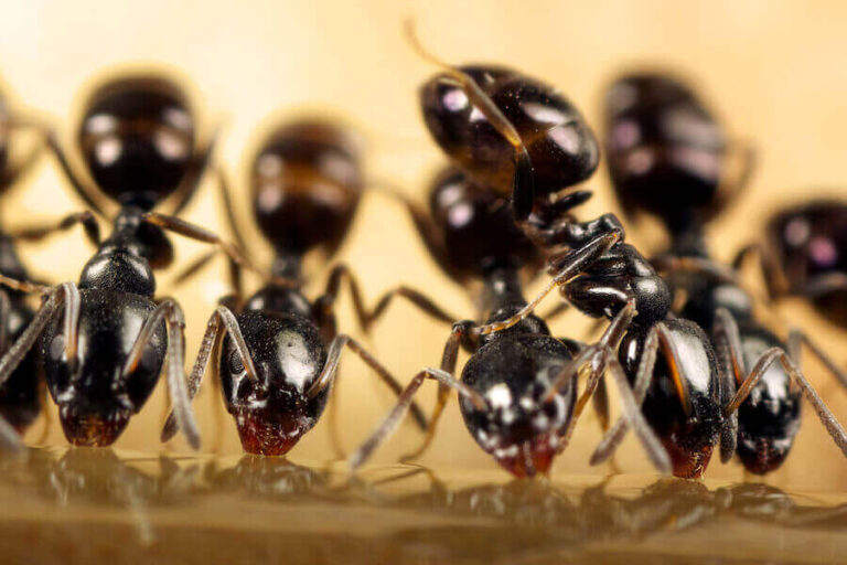 Types Of Ants: 25 Different Ants And How To Identify Them