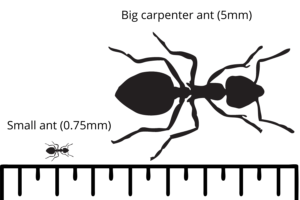 How Tall Are Ants? ⇒ Ant Size Chart And Human Comparison