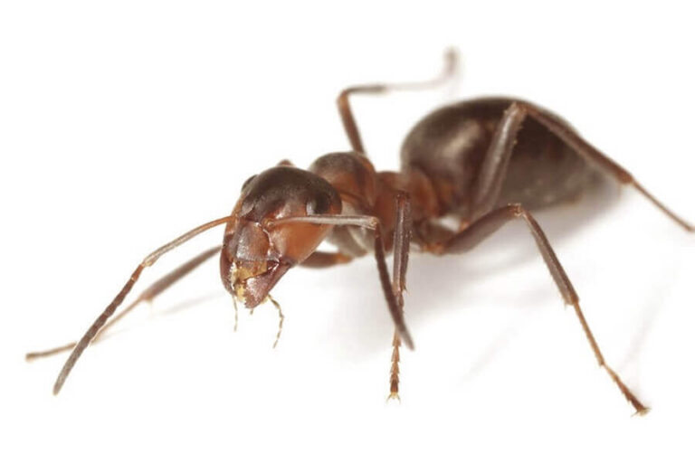 Types Of Ants: 25 Different Ants And How To Identify Them