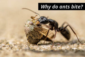 Why Do Ants Bite & Sting And Do They Bite Humans?