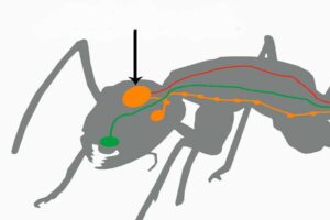 Do Ants Have Brains? Ant Intelligence (You May Be Surprised)