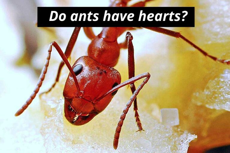 Do Ants Have Hearts? Yes, But Not As Ours | Misfit Animals