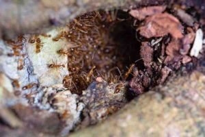 Life In An Ant Colony: Social Structure, Hierachy & Size