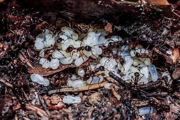 Do Ants Lay Eggs? The Process Of Ant Reproduction