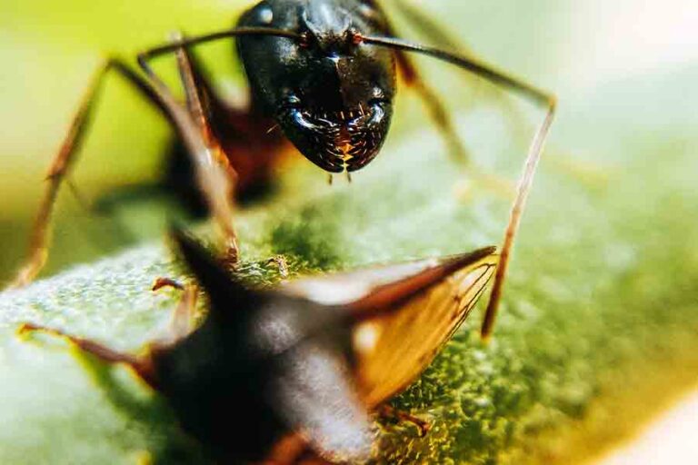 Do Ants Have Teeth? The Strength Of Ant Mandibles