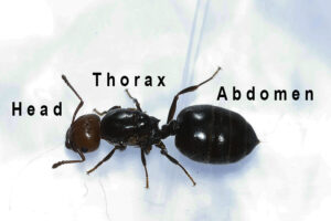 Do Ants Have Bones? The Ant Body & Exoskeleton Facts
