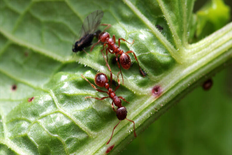 Do Ants Have Bones? The Ant Body & Exoskeleton Facts