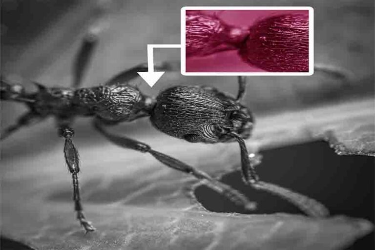 How Strong Are Ants? Incredible Facts About Ant Strength