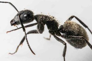 Ant Anatomy: How Are Ants Built? (Body Composition)