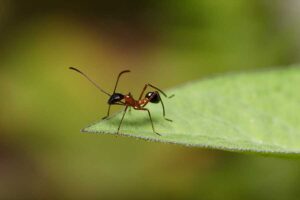 How Much Does An Ant Weigh? (Compared To Humans)