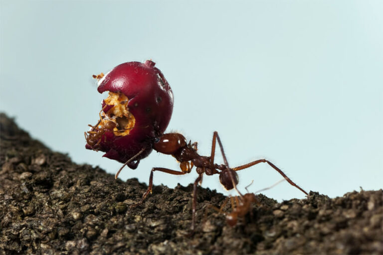 How Strong Are Ants? Incredible Facts About Ant Strength