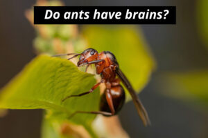 Do Ants Have Brains? Ant Intelligence (You May Be Surprised)