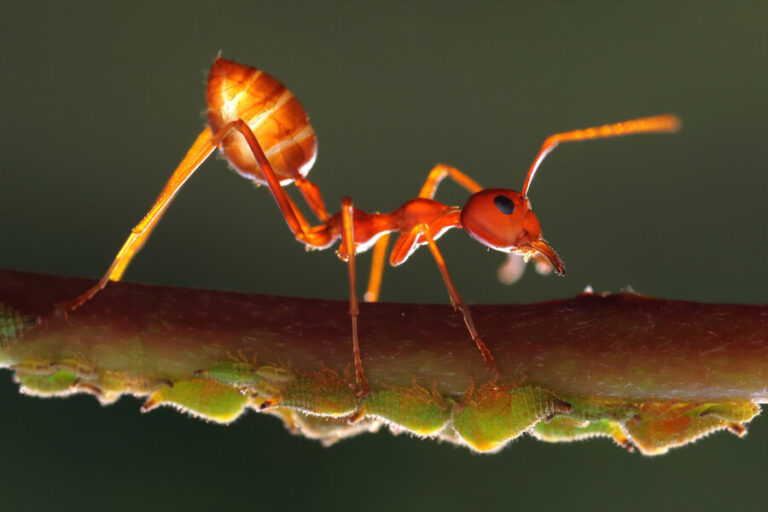 Do Ants Have Bones? The Ant Body & Exoskeleton Facts