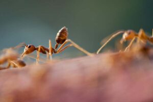 How Ants Communicate: Pheromones, Antennae & More