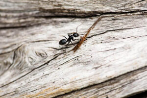 How Tall Are Ants? ⇒ Ant Size Chart And Human Comparison