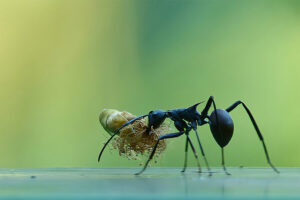How Tall Are Ants? ⇒ Ant Size Chart And Human Comparison