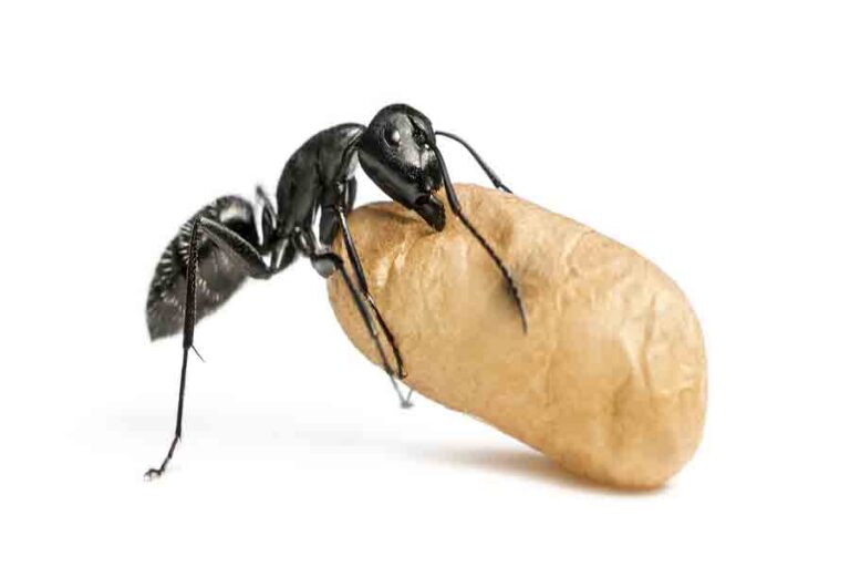 How Strong Are Ants? Incredible Facts About Ant Strength