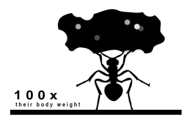 How Strong Are Ants? Incredible Facts About Ant Strength