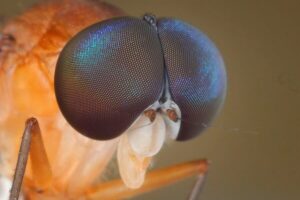 Ant Anatomy: How Are Ants Built? (Body Composition)