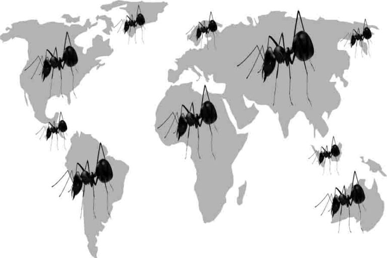 Ant Habitats & Geography: Where Do Ants Live? (6 Continents)