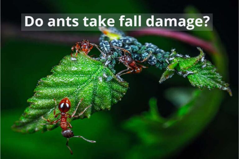 Do Ants Take Fall Damage And What Height Can They Survive From ...