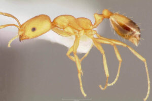 Ant Anatomy: How Are Ants Built? (Body Composition)