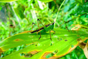 Do Ants Have Bones? The Ant Body & Exoskeleton Facts