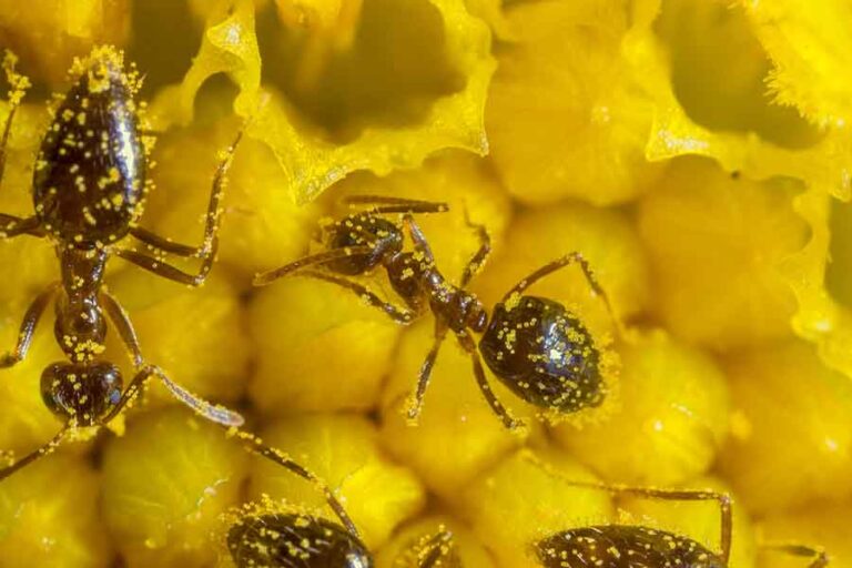 The Benefits & Importance Of Ants: What Are They Good For?