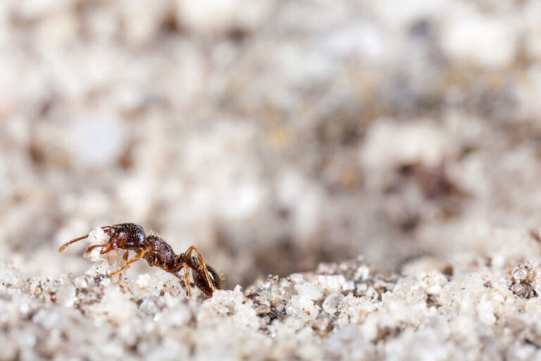 Ant Lifespan: How Long Do Ants Live? (11 Species)