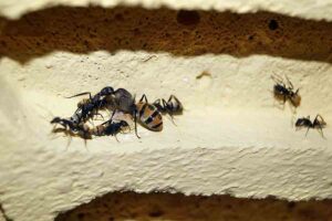How Do Ants Reproduce? Ant Mating & Reproduction Facts