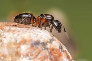 [Size Guide] How To Identify A Queen Ant: Size, Wings & More