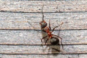 How Strong Are Ants? Incredible Facts About Ant Strength