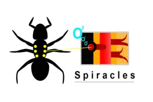 How Do Ants Breathe And Do They Have Lungs? | Misfit Animals