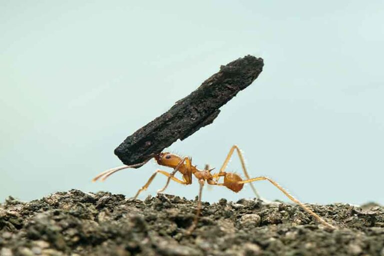 Why Are Ants So Strong? (5 Reasons Behind Their Strength)