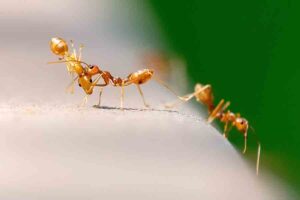 How Strong Are Ants? Incredible Facts About Ant Strength