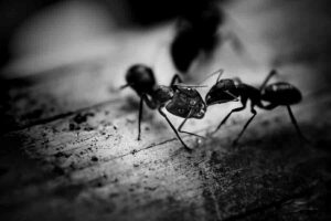 How Ants Communicate: Pheromones, Antennae & More