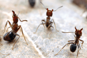 Types Of Ants: 25 Different Ants And How To Identify Them