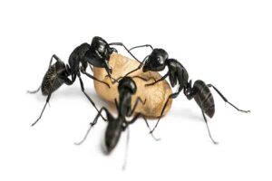 Do Ants Lay Eggs? The Process Of Ant Reproduction
