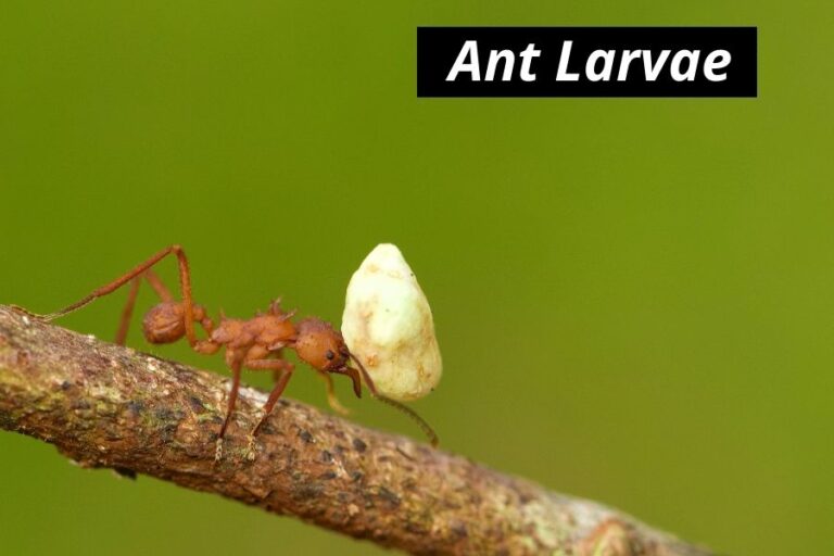 Ant Larvae Facts: What Are They And What Do They Look Like?