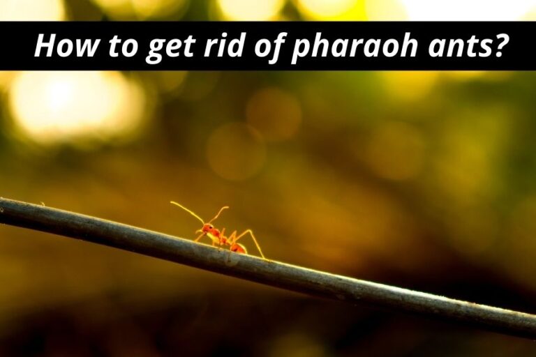 Pharaoh Ants | What They Look Like & How To Get Rid Of Them