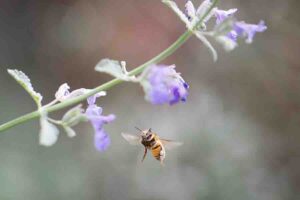 How Do Bees Fly (According To Science)? Bee Flight