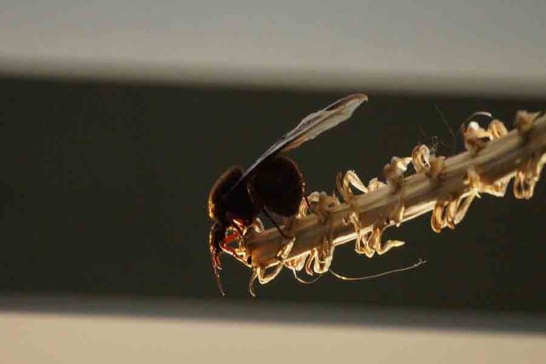 What Happens To An Ant Colony When The Queen Ant Dies?