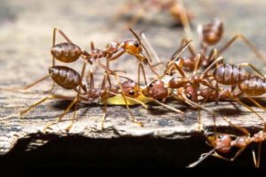 Ant Pheromones: How Trail Pheromone & Others Work