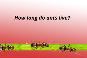Ant Lifespan: How Long Do Ants Live? (11 Species)