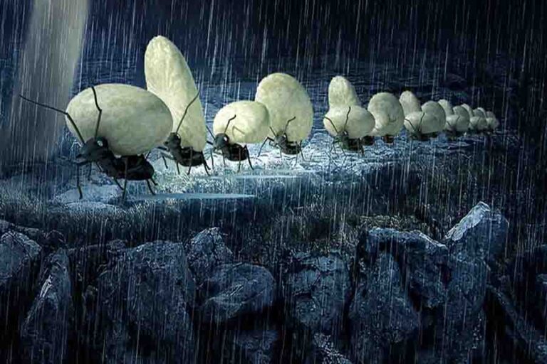 When Are Ants Most Active? (Are They Nocturnal Or Diurnal?)