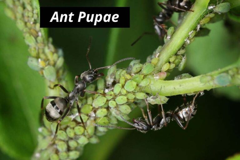How Do Ants Reproduce? Ant Mating & Reproduction Facts