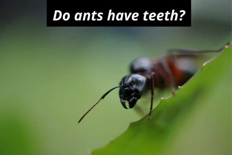 Do Ants Have Teeth? The Strength Of Ant Mandibles